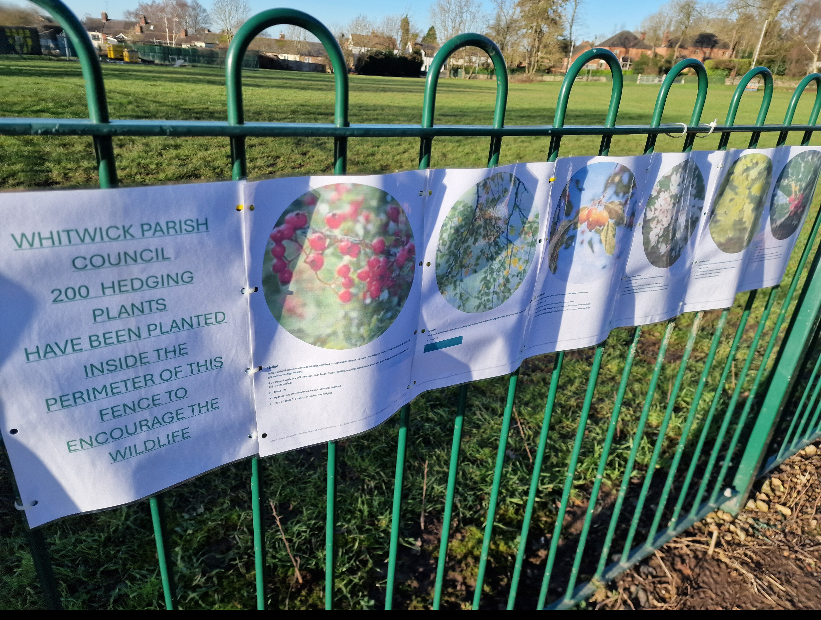 Free Trees Planted in the Village of Whitwick - Whitwick Parish Council